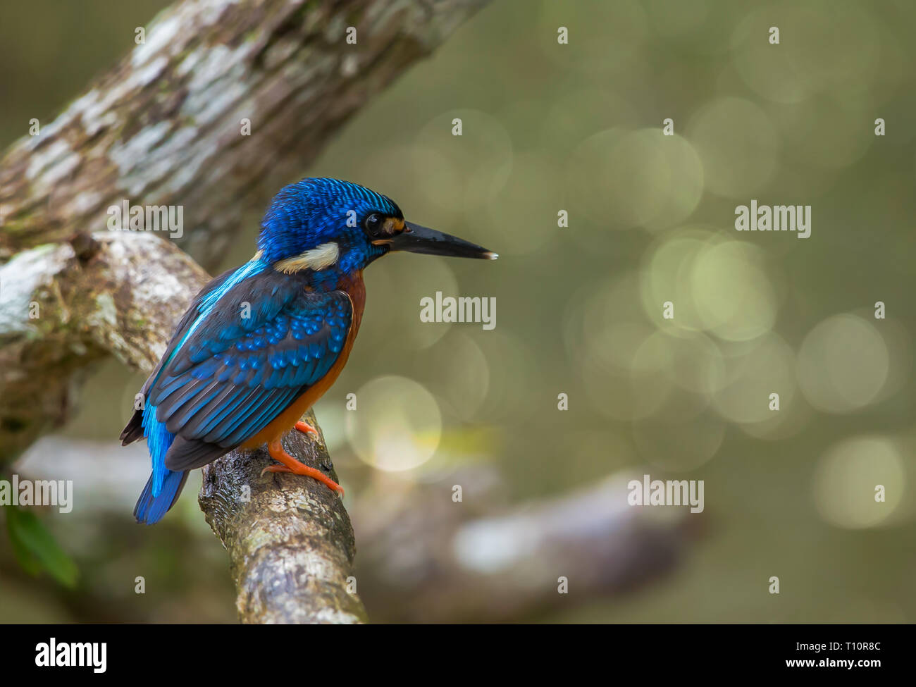 Blue-eared Kingfisher (Alcedo meninting) on a branch tree Stock Photo ...