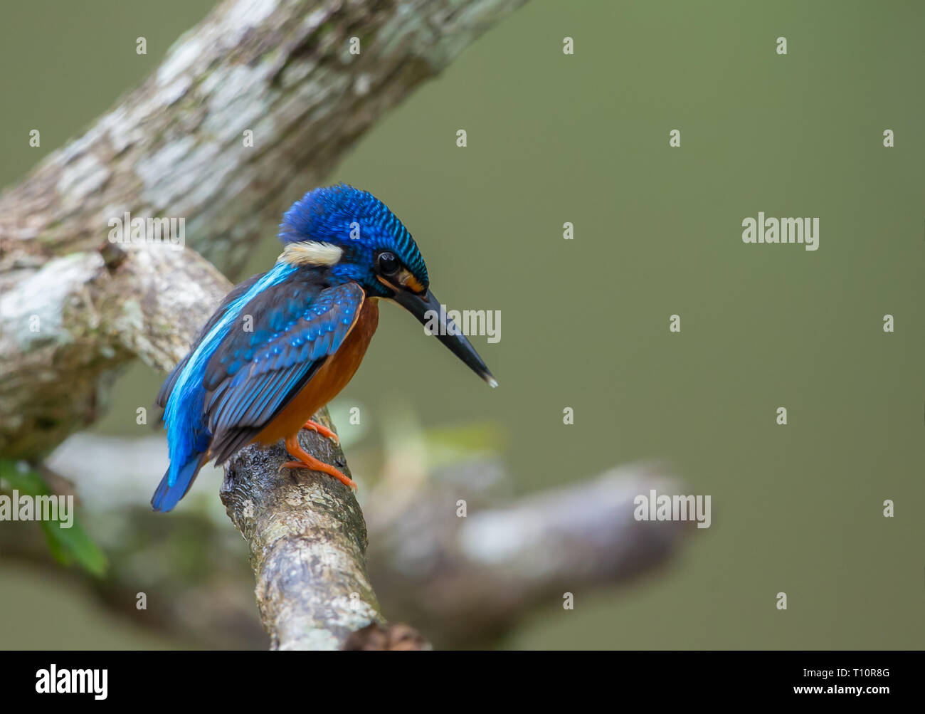 Blue-eared Kingfisher (Alcedo meninting) on a branch tree Stock Photo ...