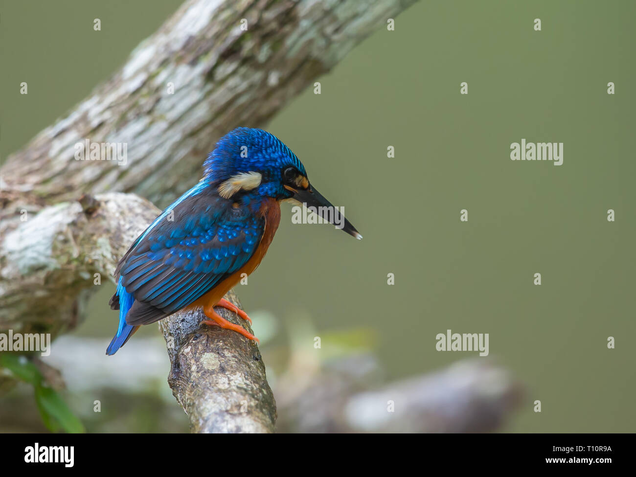 Blue-eared Kingfisher (Alcedo meninting) on a branch tree Stock Photo ...