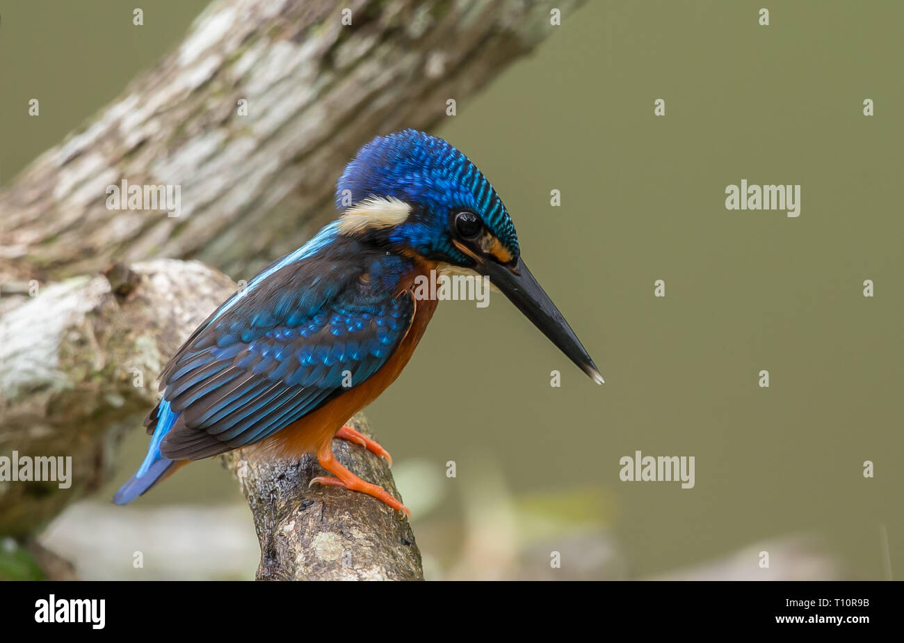 Blue-eared Kingfisher (Alcedo meninting) on a branch tree Stock Photo ...