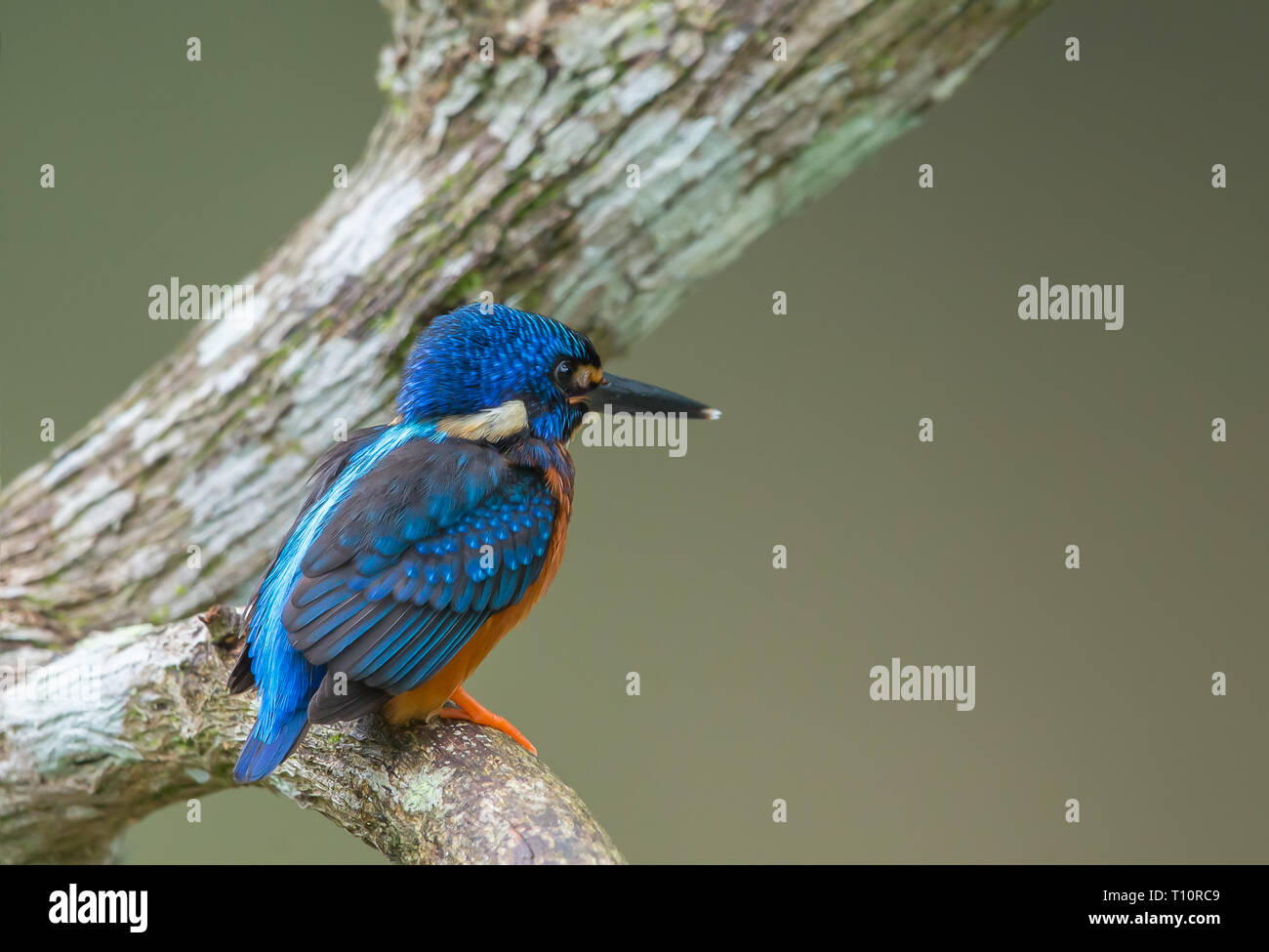 Blue-eared Kingfisher (Alcedo meninting) on a branch tree Stock Photo ...