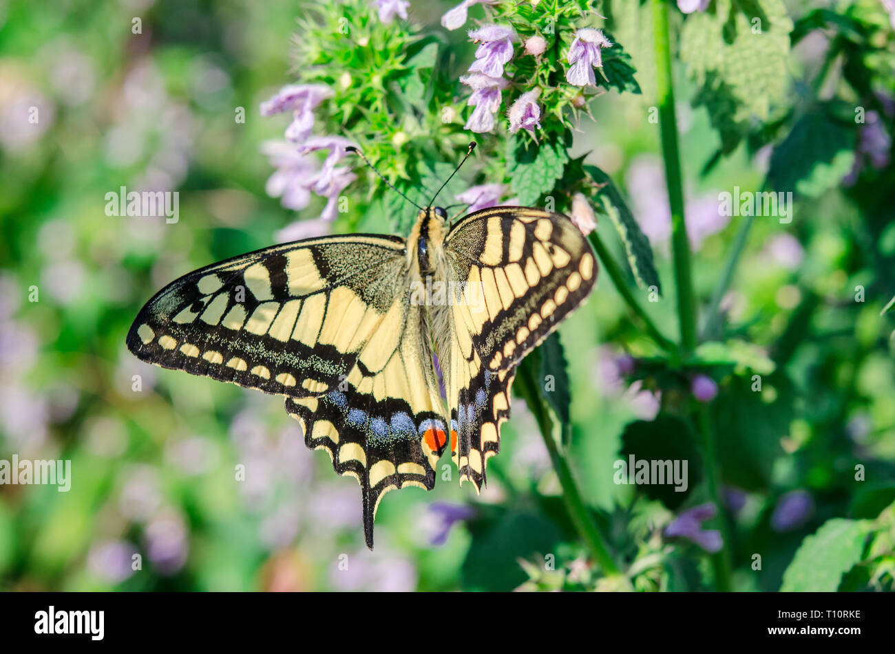 Butterfly legs close up hi-res stock photography and images - Alamy