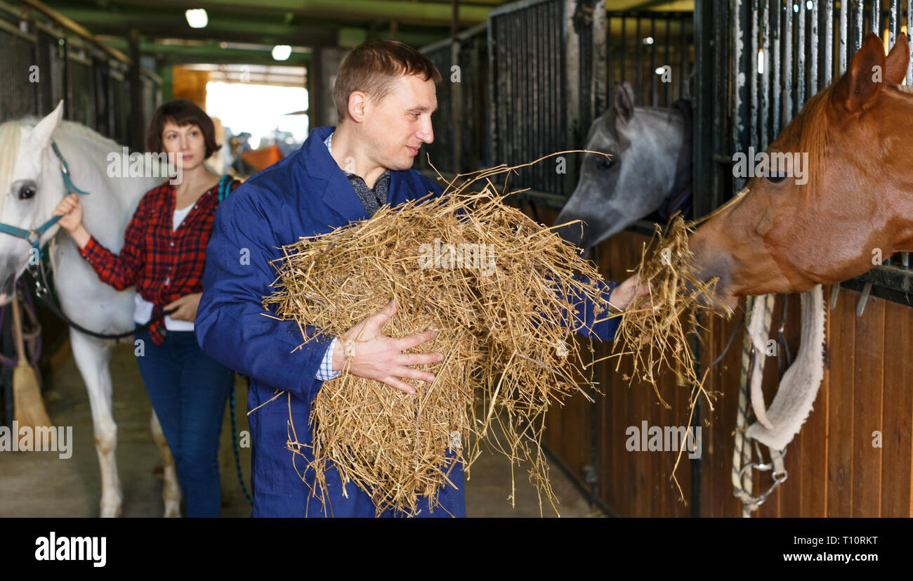 Positive male horse farm worker feeding horse with hay at stable Stock ...