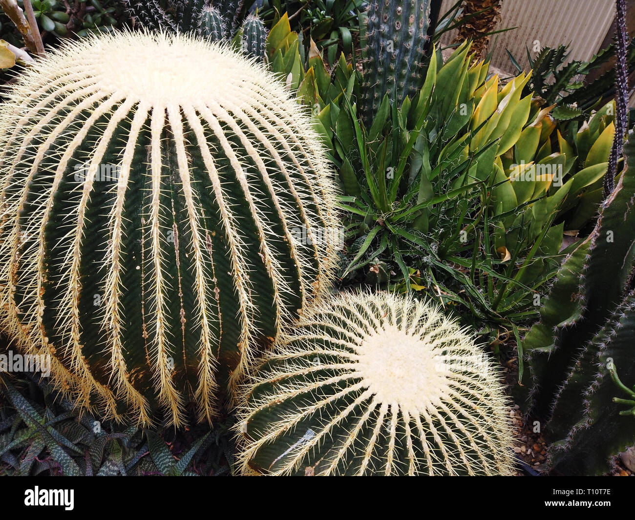 Cactus plants covered in lots of sharp spikes Stock Photo - Alamy