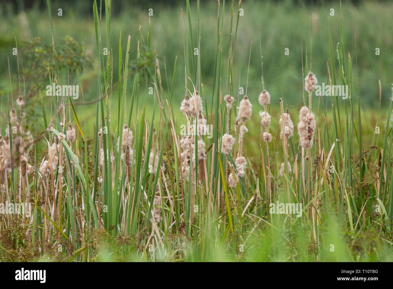 L angustifolia hi-res stock photography and images - Alamy