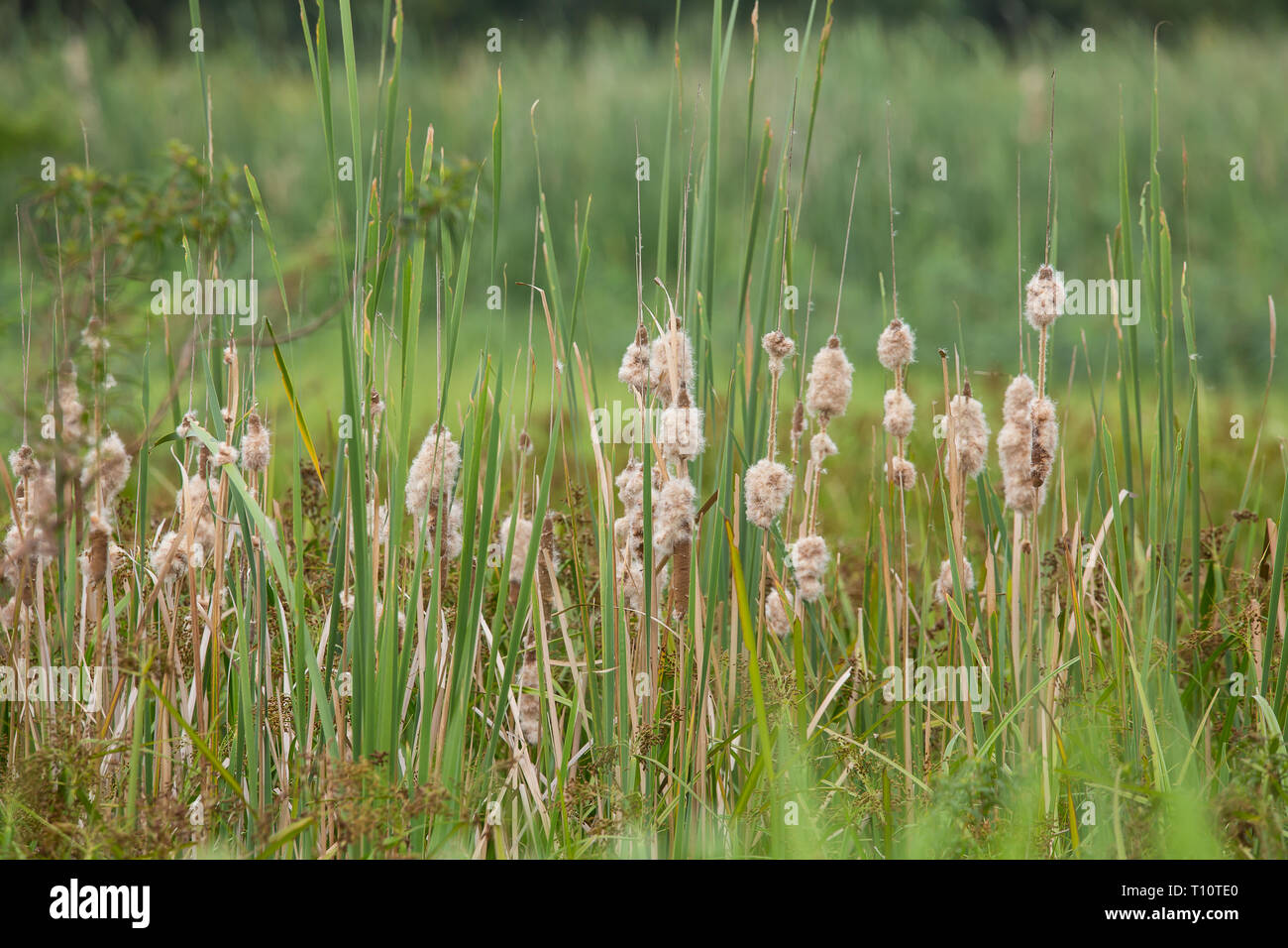 Typha angustifolia hi-res stock photography and images - Alamy