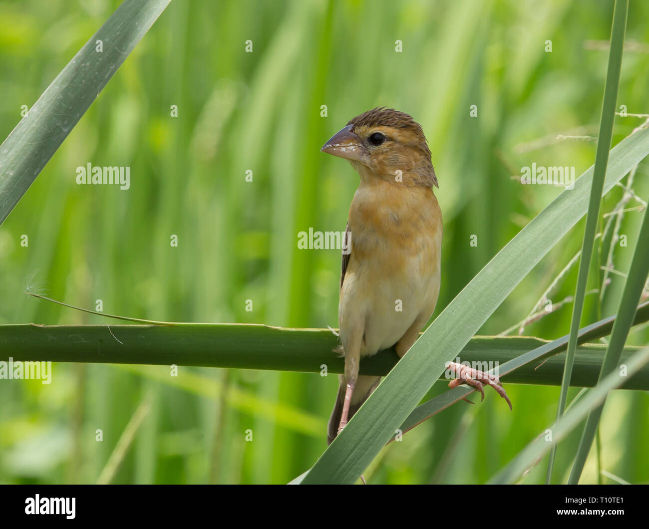 Asian Golden Weaver (female) on the rice field in Thailand Stock Photo ...