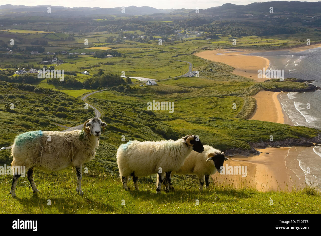 Sheep grazing on hill overlooking Portsalon beach Donegal,Ireland Stock ...