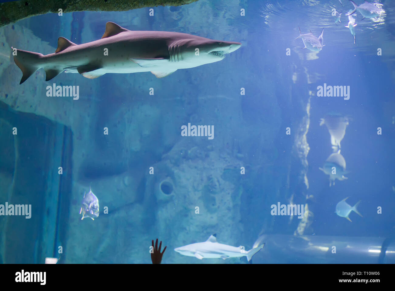 Carcharodon caribbean hi-res stock photography and images - Alamy