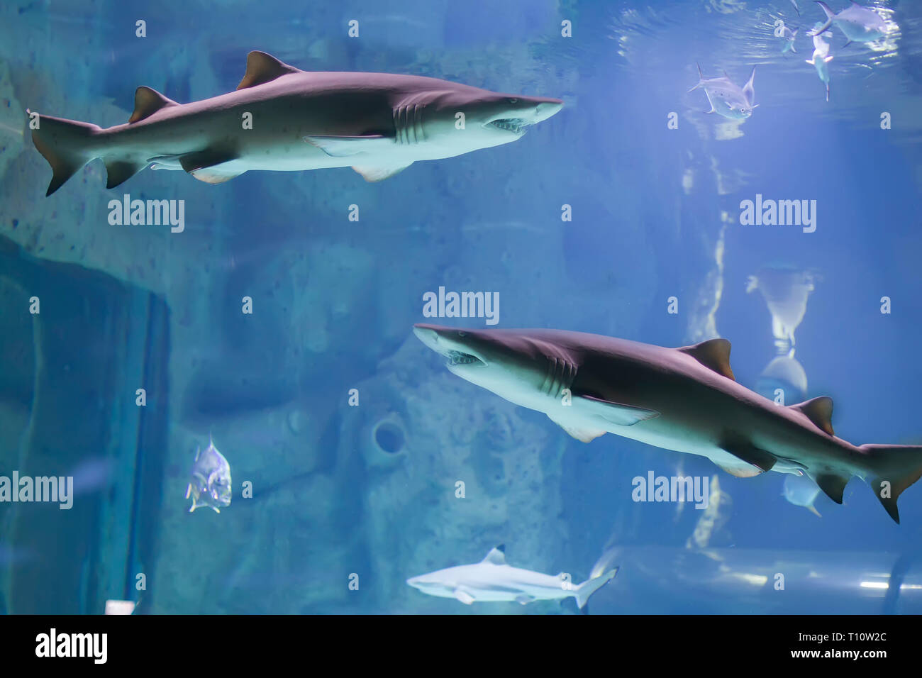 Two sharks in blue water Stock Photo - Alamy