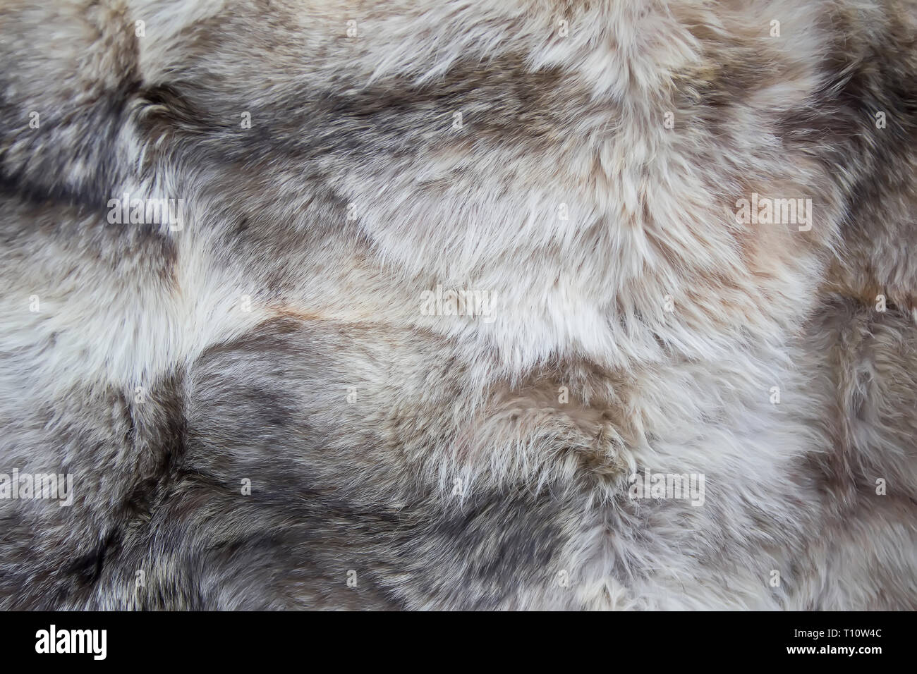 Background image of fur. Fur texture. Natural wool Stock Photo - Alamy