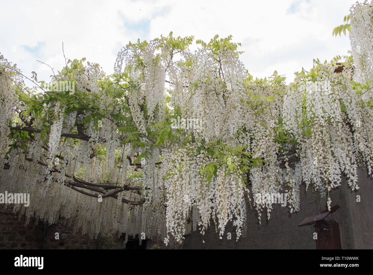 Close up view of white acacia flowering. Abundant flowering acacia ...