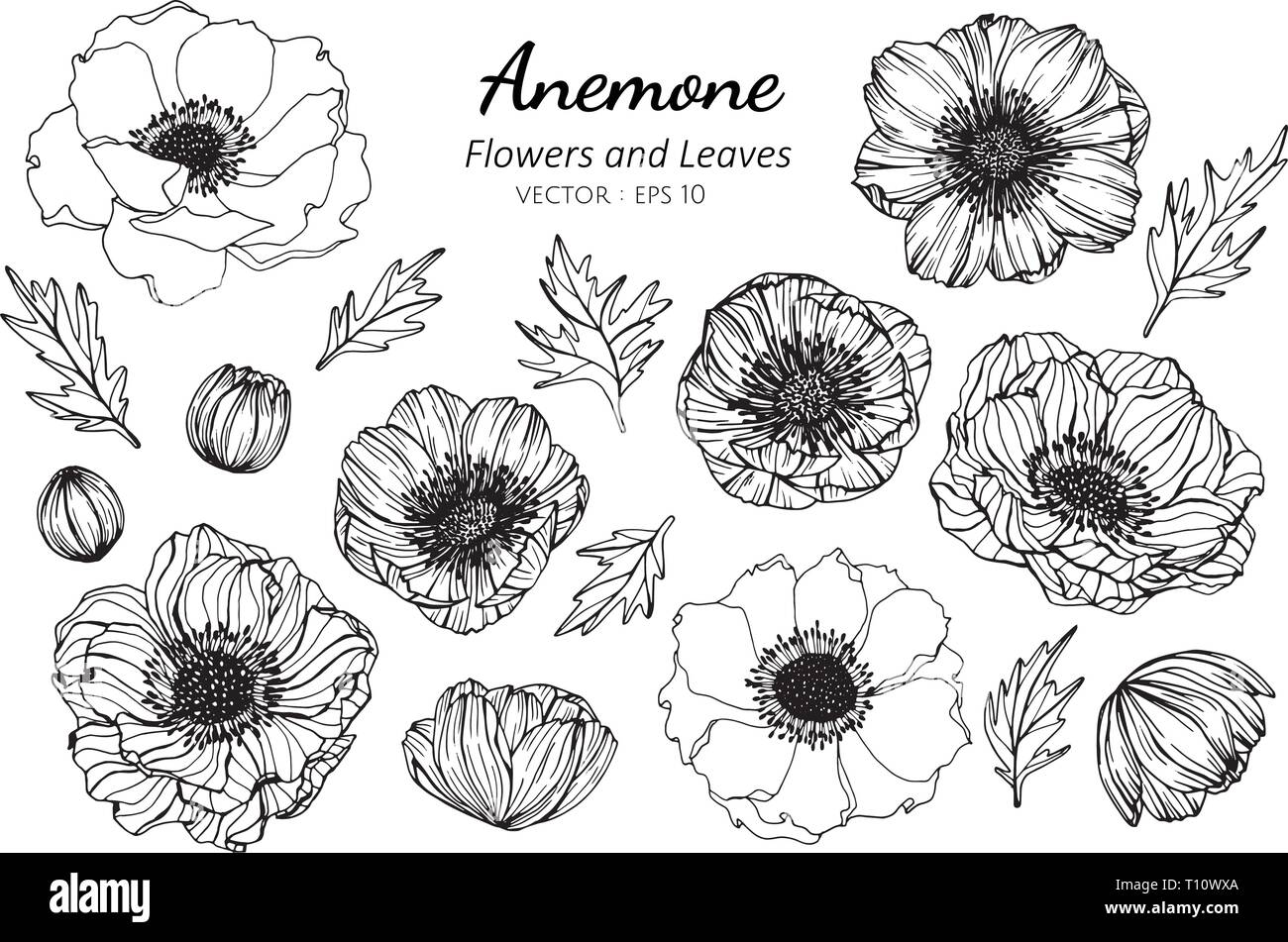 How To Draw An Anemone