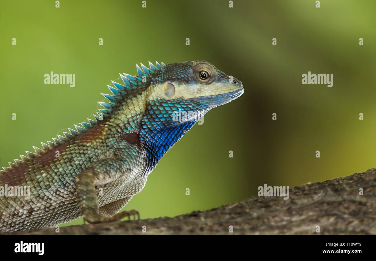 Blue crested lizard hi-res stock photography and images - Alamy