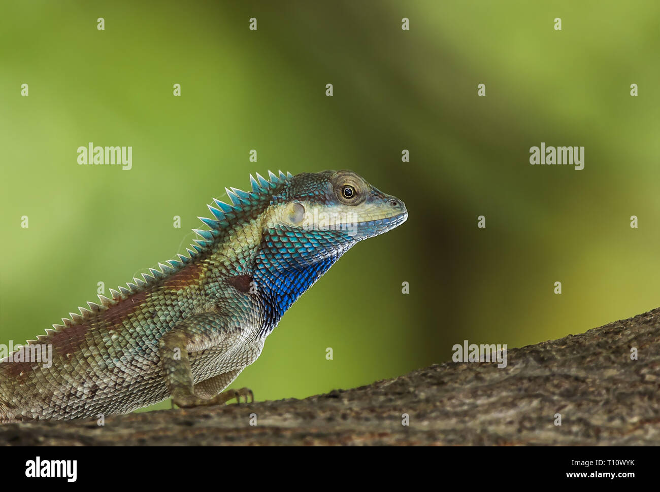 Blue crested lizard hi-res stock photography and images - Alamy