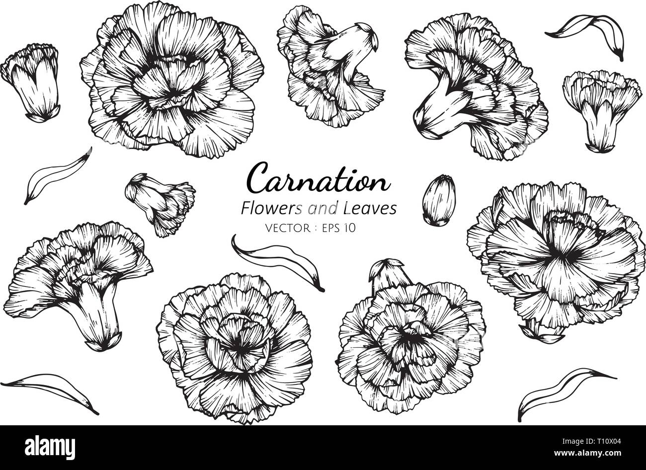 Carnation Flower Outline