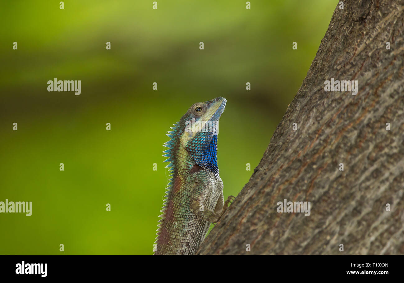Blue crested lizard hi-res stock photography and images - Alamy