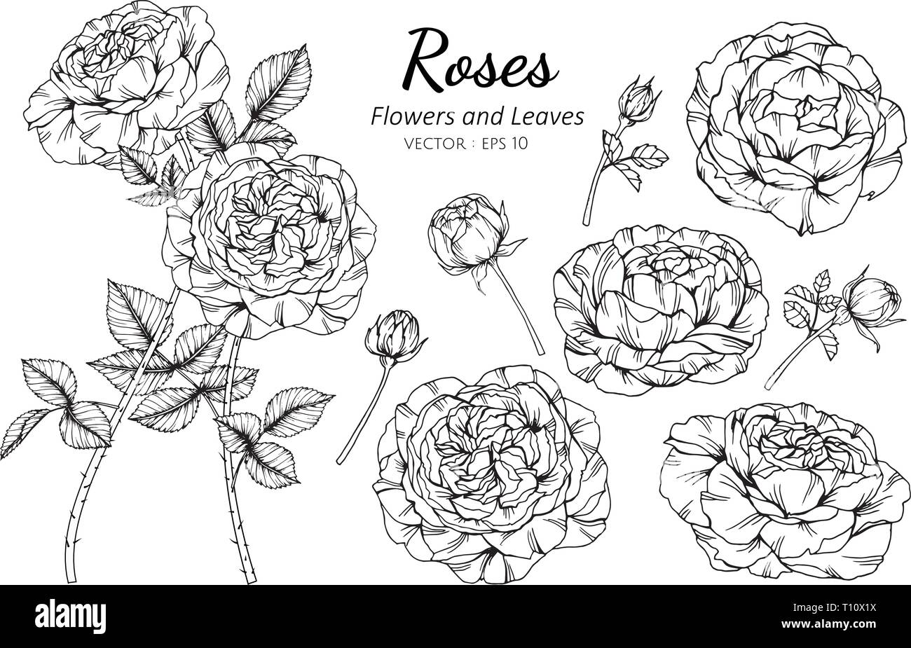Drawings Of Roses With Banners