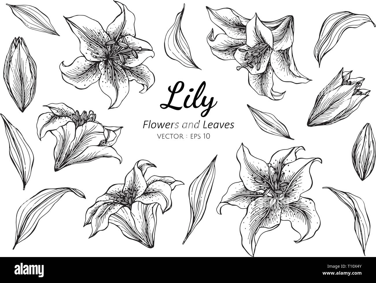 Collection set of lily flower and leaves drawing illustration. for ...