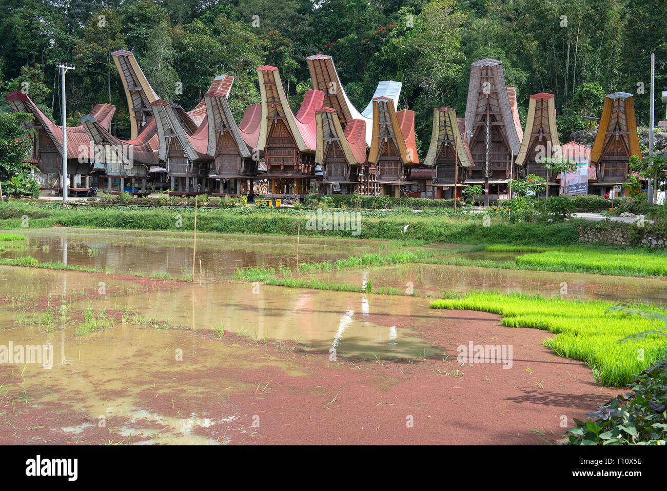 Tongkonan houses, traditional Torajan buildings, Tana Toraja is the ...