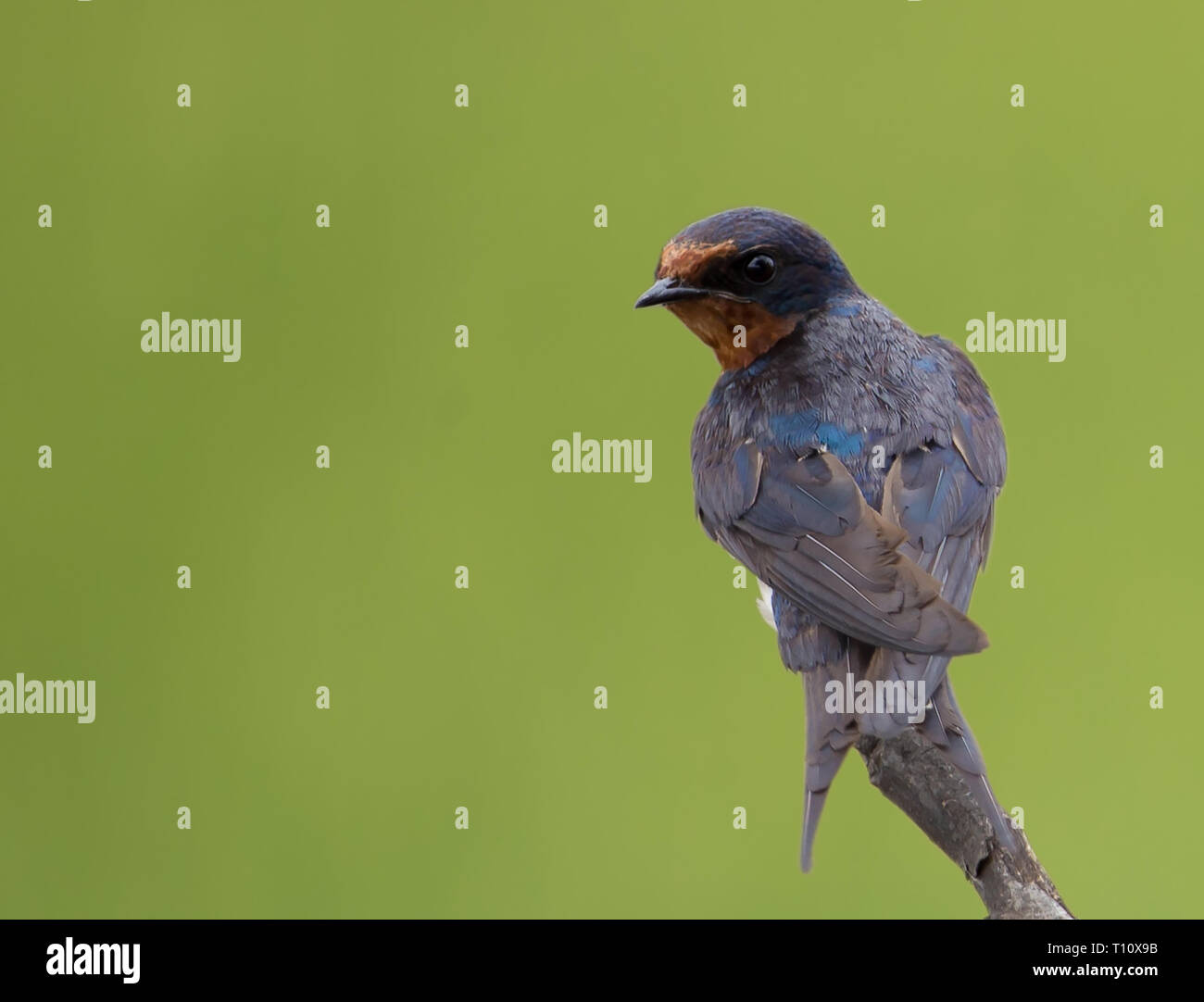 Hirundo rustica on branch tree with green background Stock Photo - Alamy