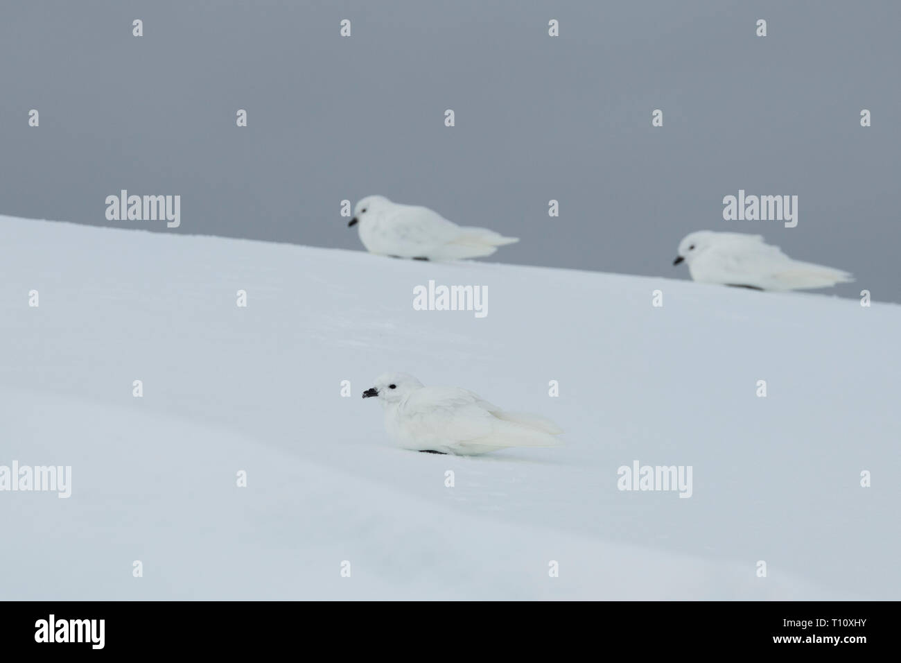 Antarctica, below the Antarctic Circle, Crystal Sound. Snow petrels ...