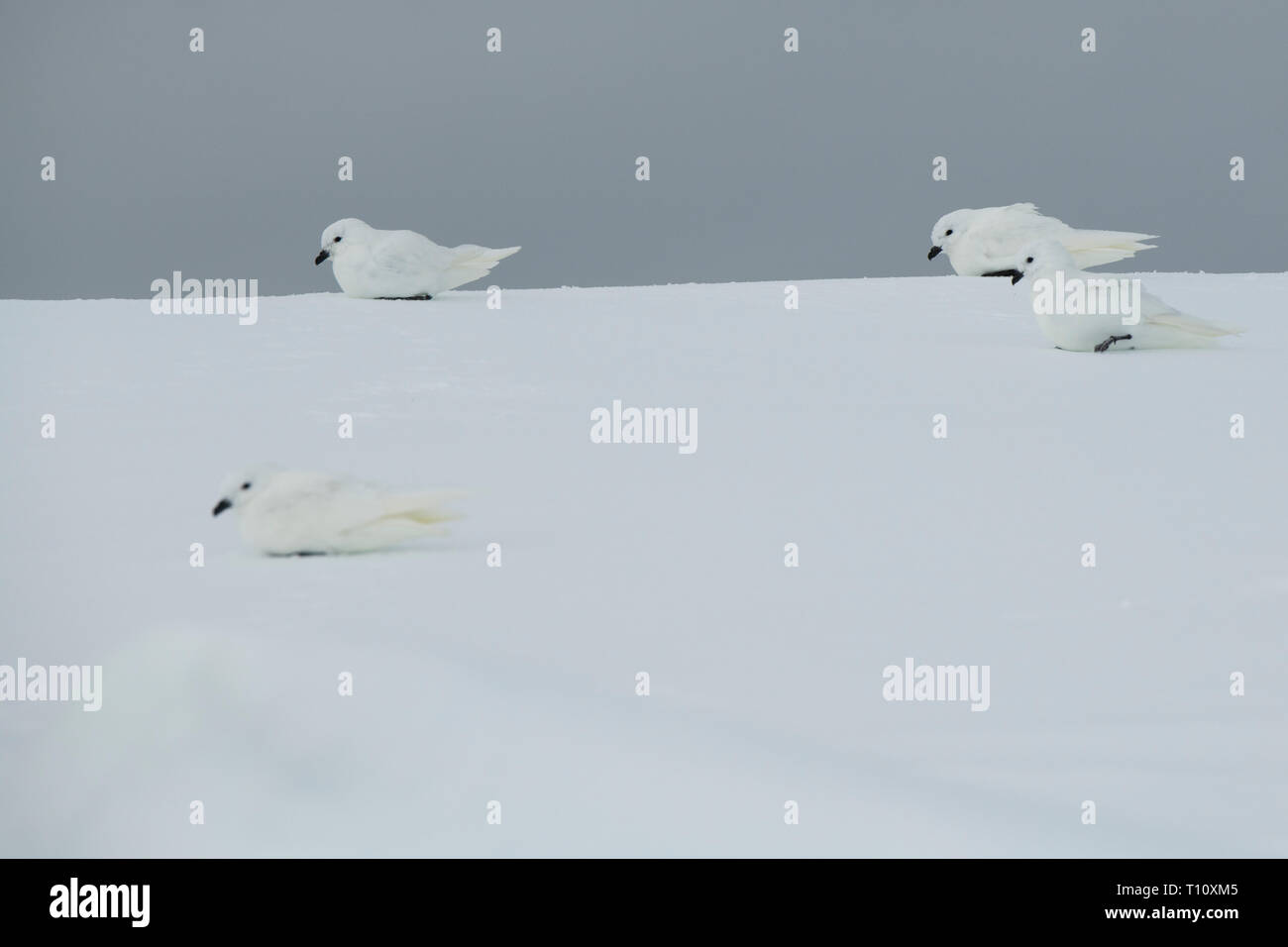 Antarctica, below the Antarctic Circle, Crystal Sound. Snow petrels ...