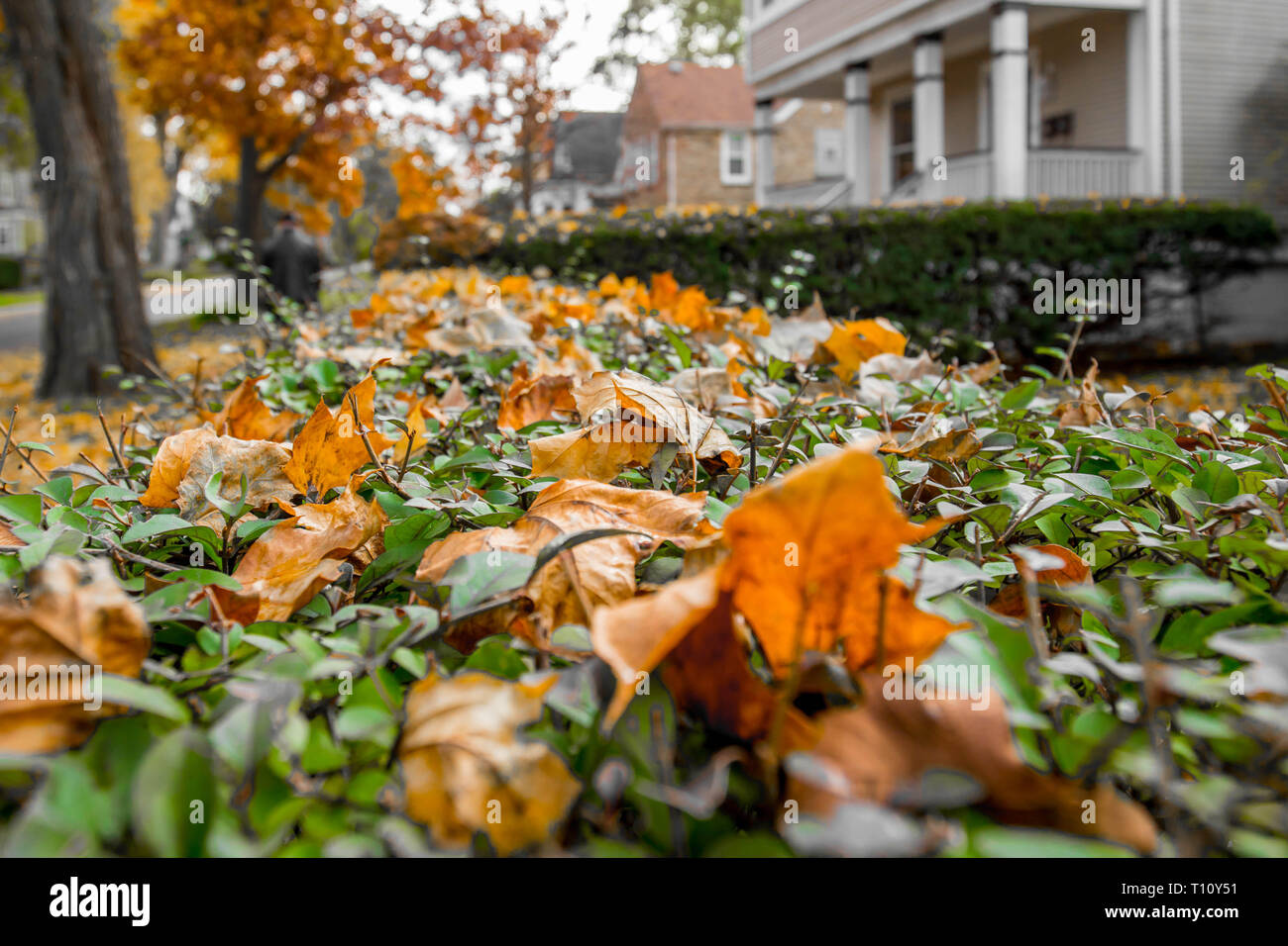 Leaves falling from a tree hi-res stock photography and images - Alamy