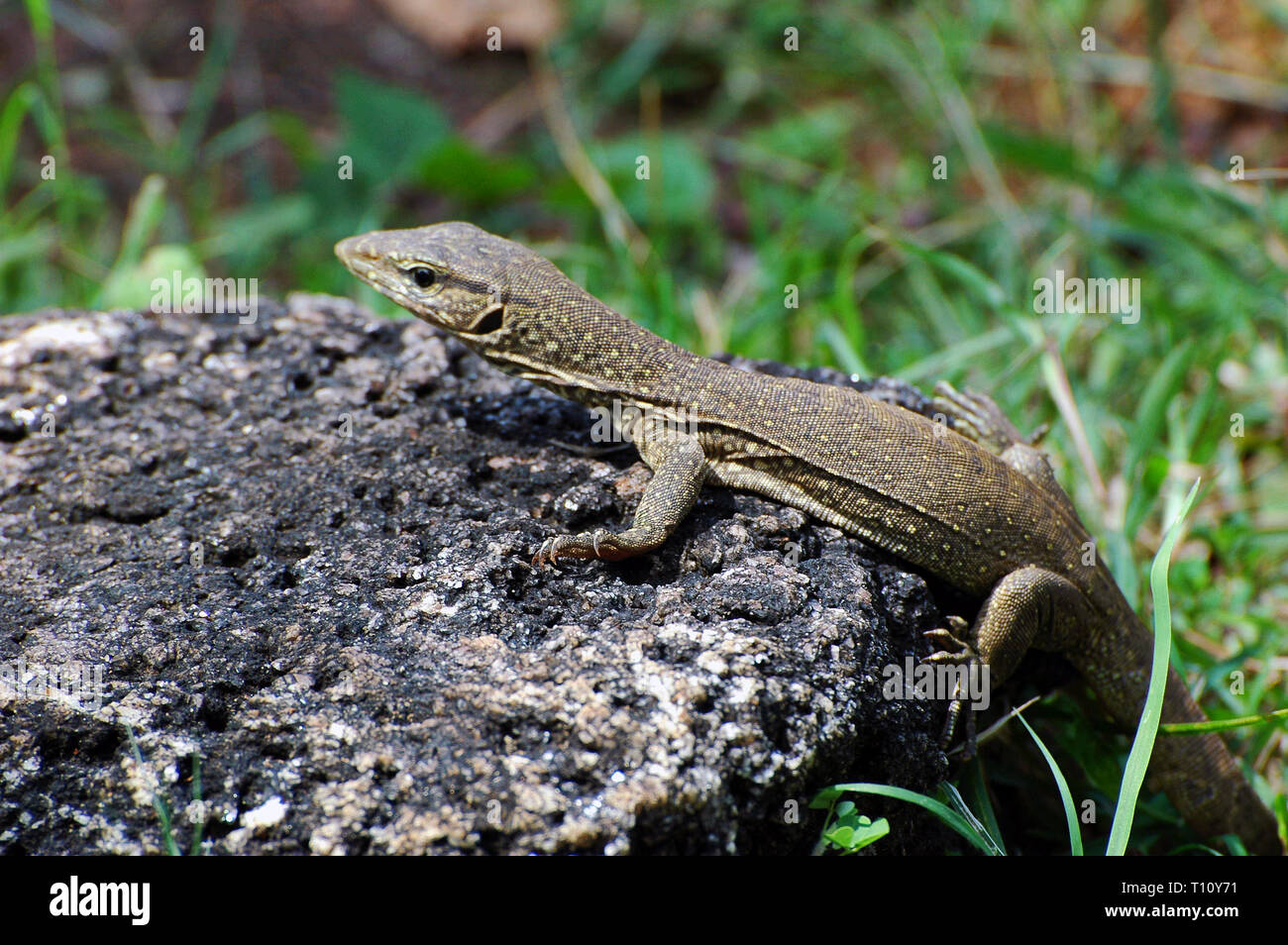 Pictures of lizards hi-res stock photography and images - Alamy