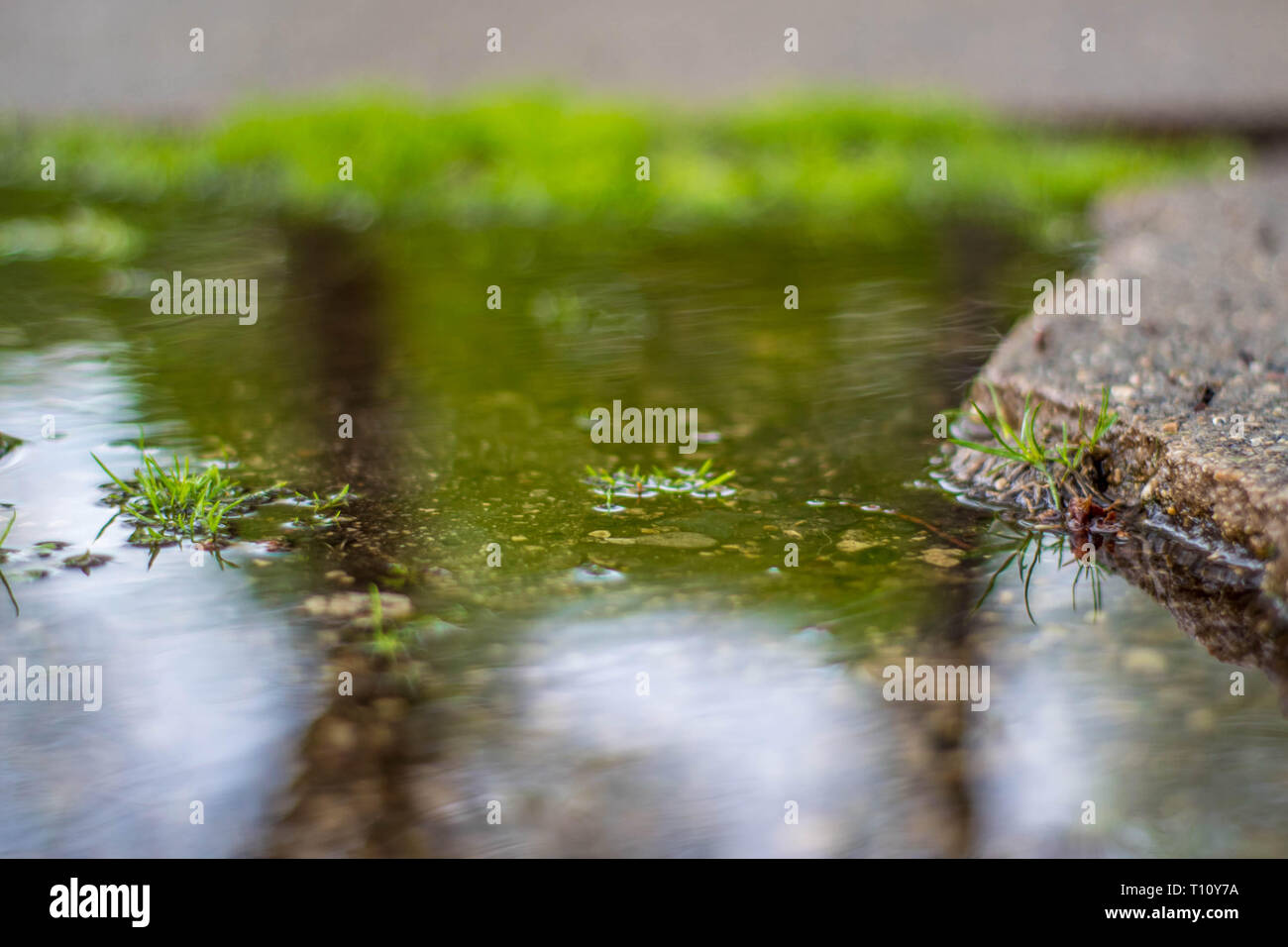 Depth of Field shot of water puddle and grass Stock Photo - Alamy