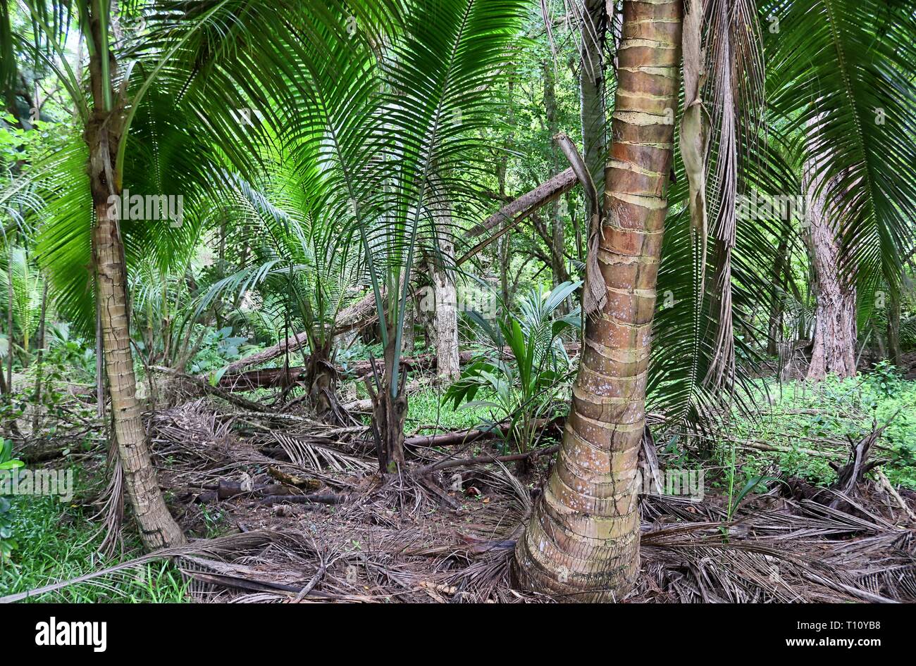 Tropical jungle river in seychelles hi-res stock photography and images ...