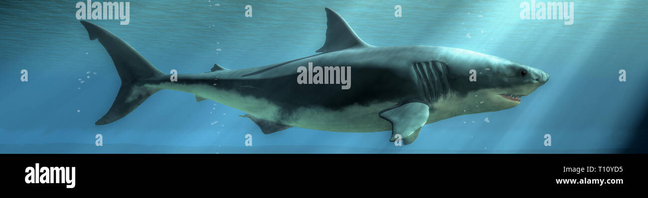 The menacing profile of a great white shark emerges from the depths of ...