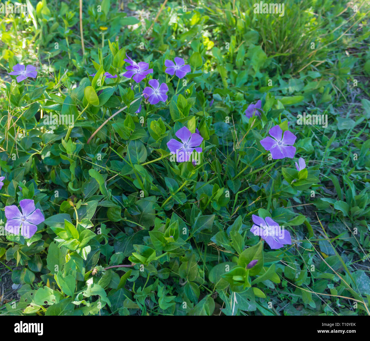 Vinca major vine hi-res stock photography and images - Alamy