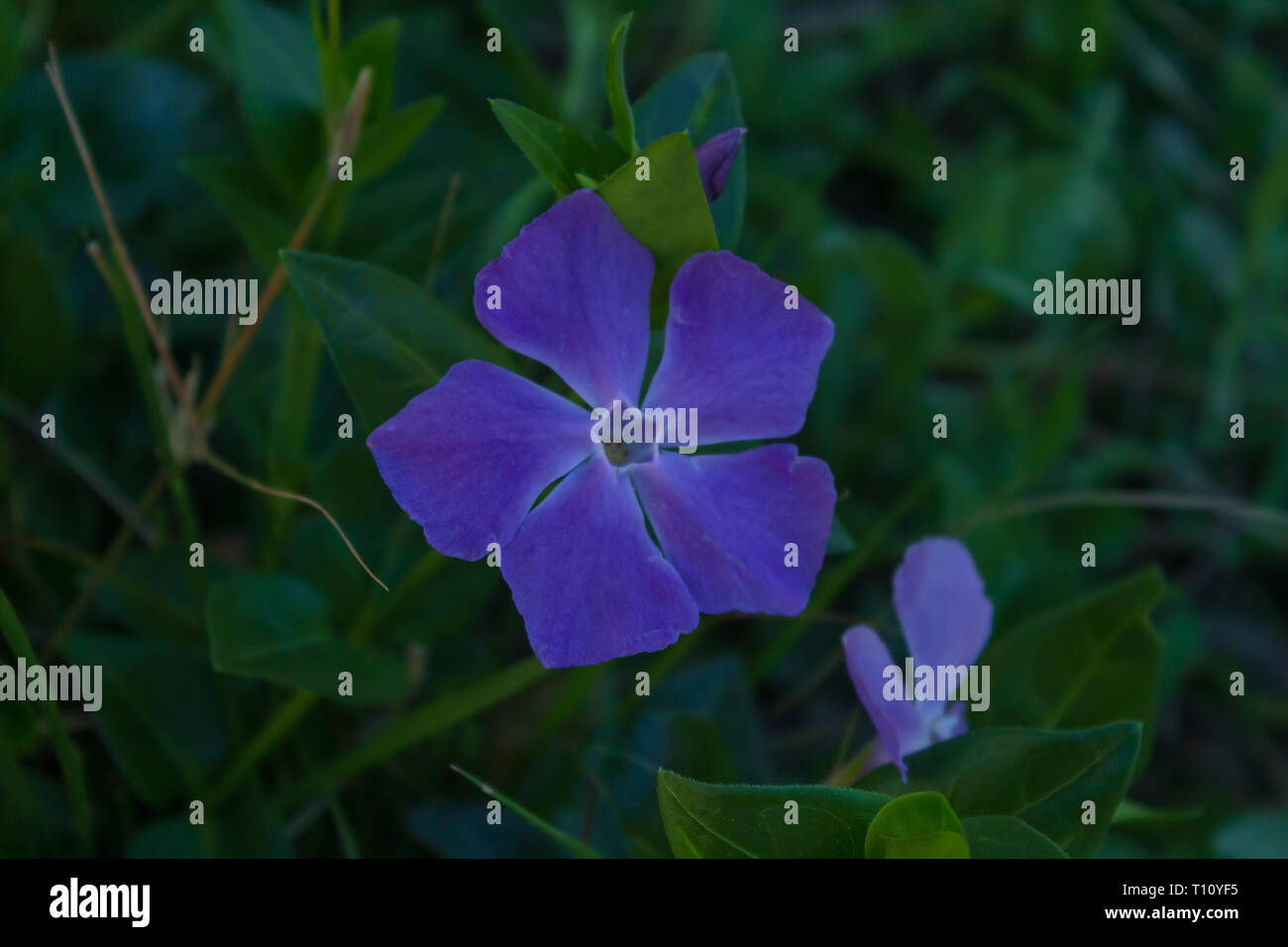 Vinca major vine hi-res stock photography and images - Alamy