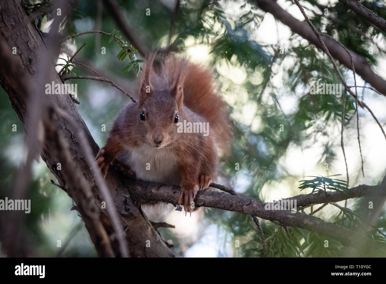 squirrel in a tree Stock Photo - Alamy