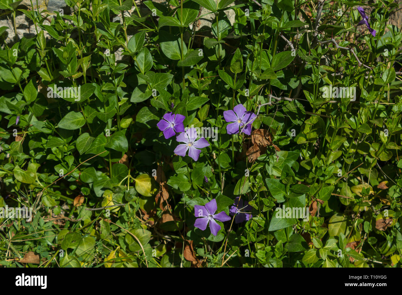 Vinca major, Wild Periwinkle Flower, Spain Stock Photo - Alamy