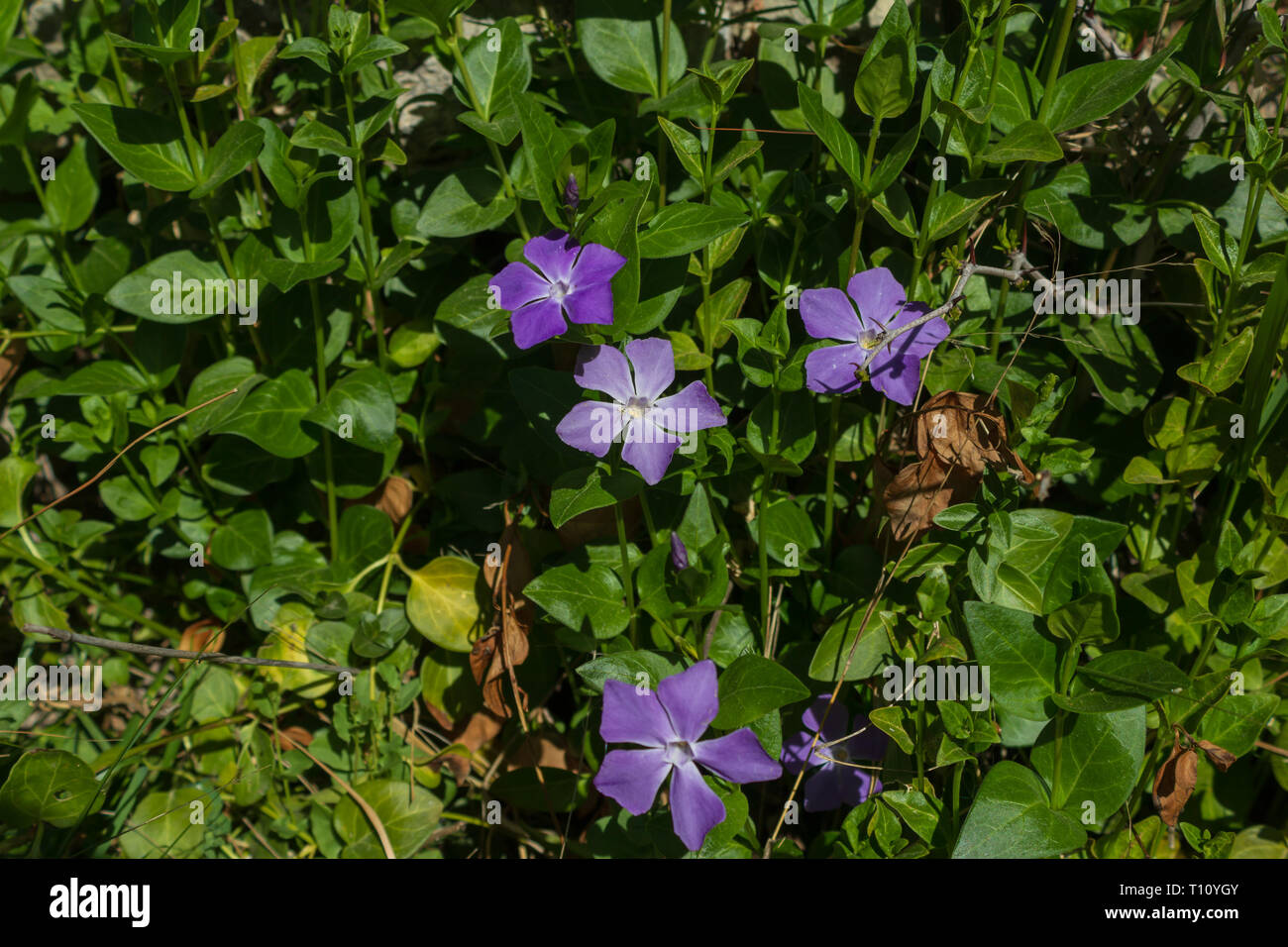 Periwinkle Flower High Resolution Stock Photography and Images - Alamy