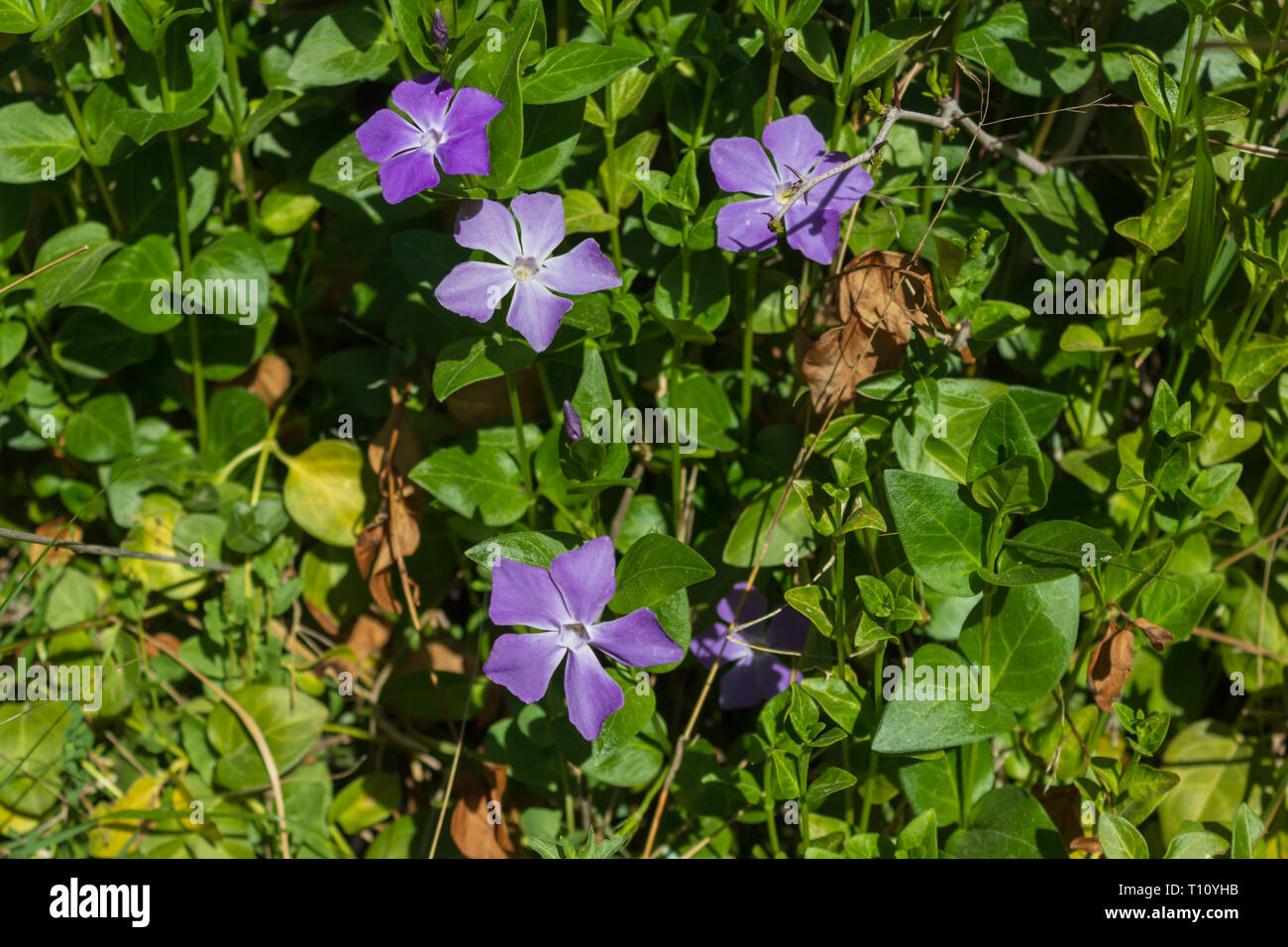 Vinca major, Wild Periwinkle Flower, Spain Stock Photo - Alamy