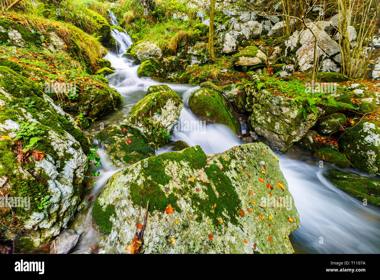 Aquatic fresh water spring protected hi-res stock photography and ...