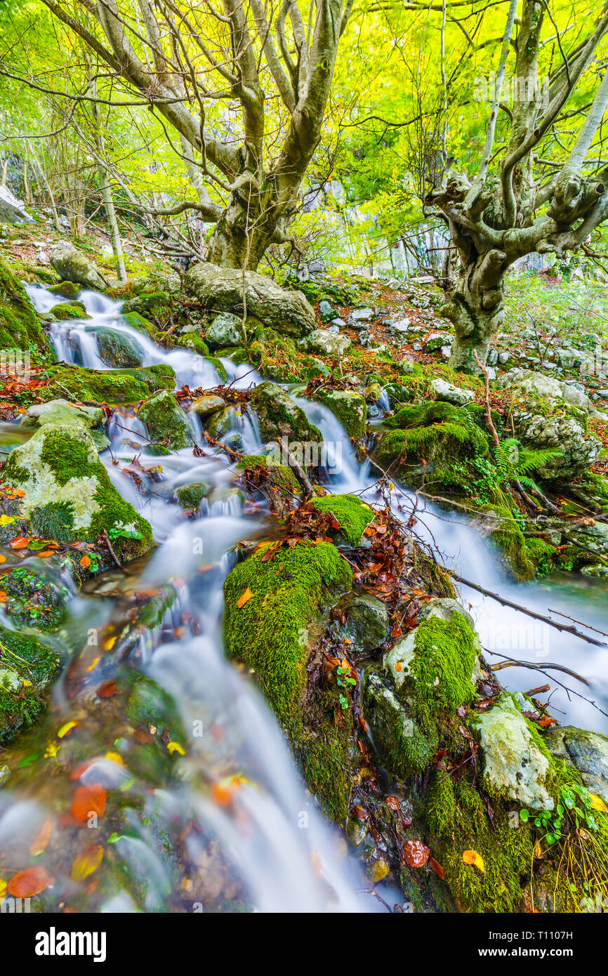 Beechwood and stream Stock Photo - Alamy