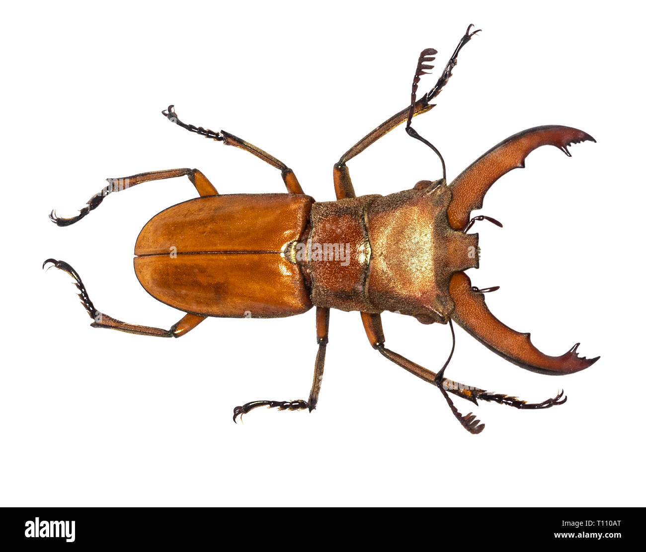 Lucanus cervus stag beetle isolated on white Stock Photo - Alamy