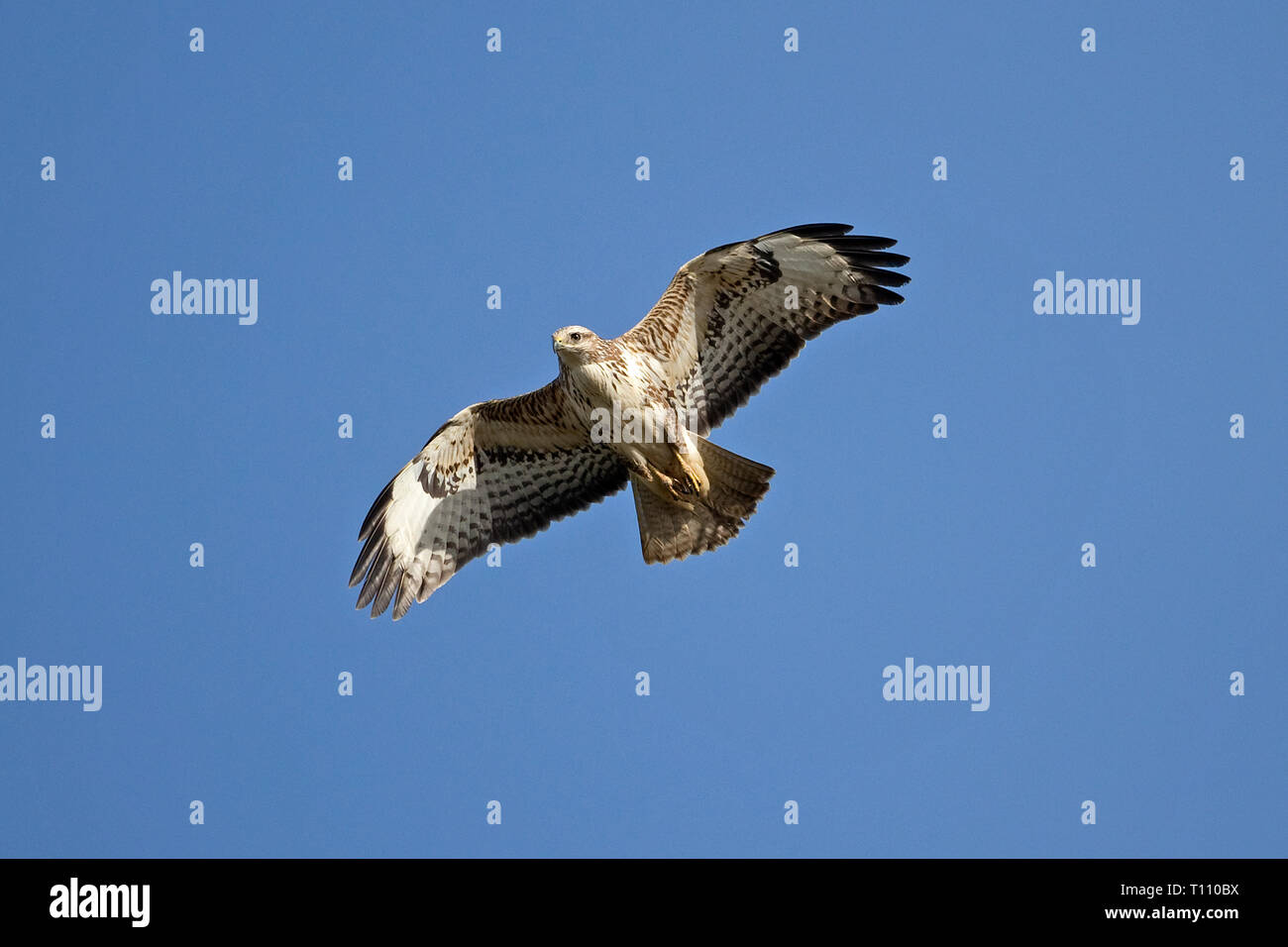Common hawks hi-res stock photography and images - Alamy