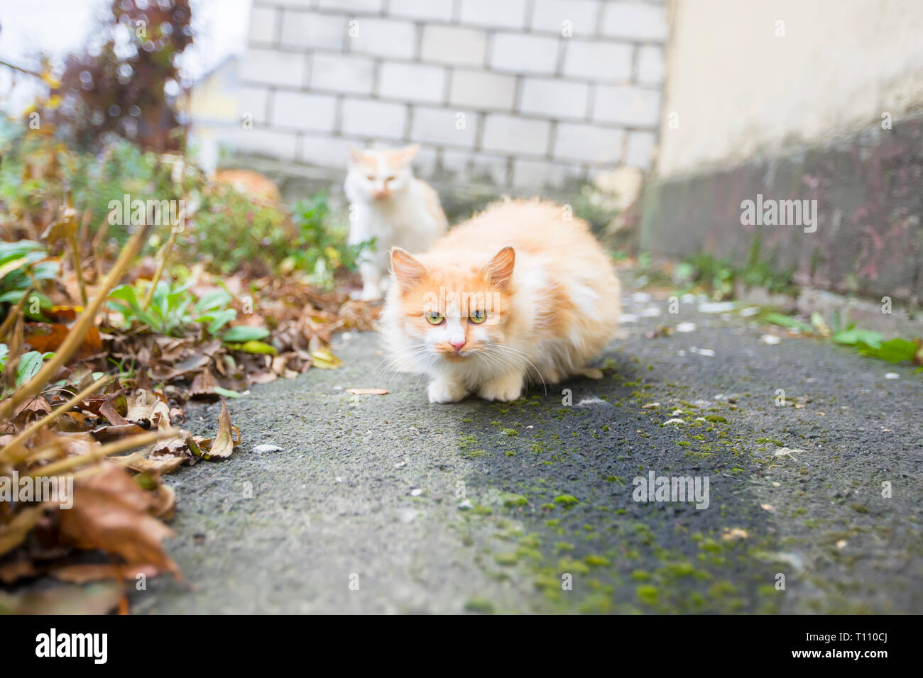 Street red cat. Homeless animals. Huge eyes of a fluffy city cat Stock ...
