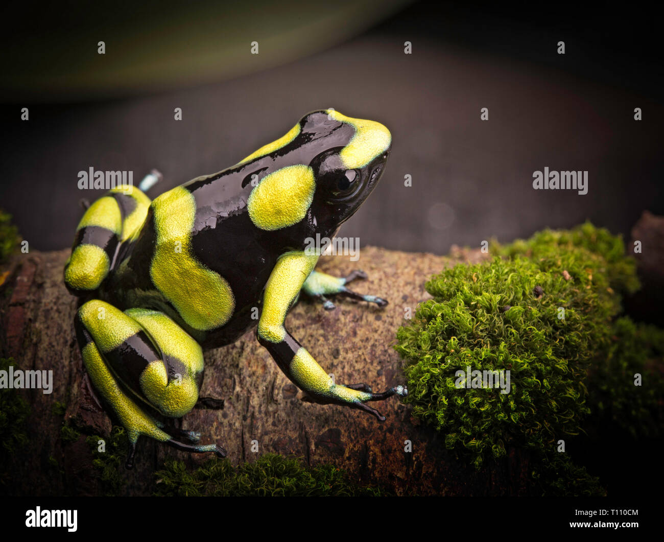 Tropical poison dart frog from the Amazon rain forest in Colombia ...