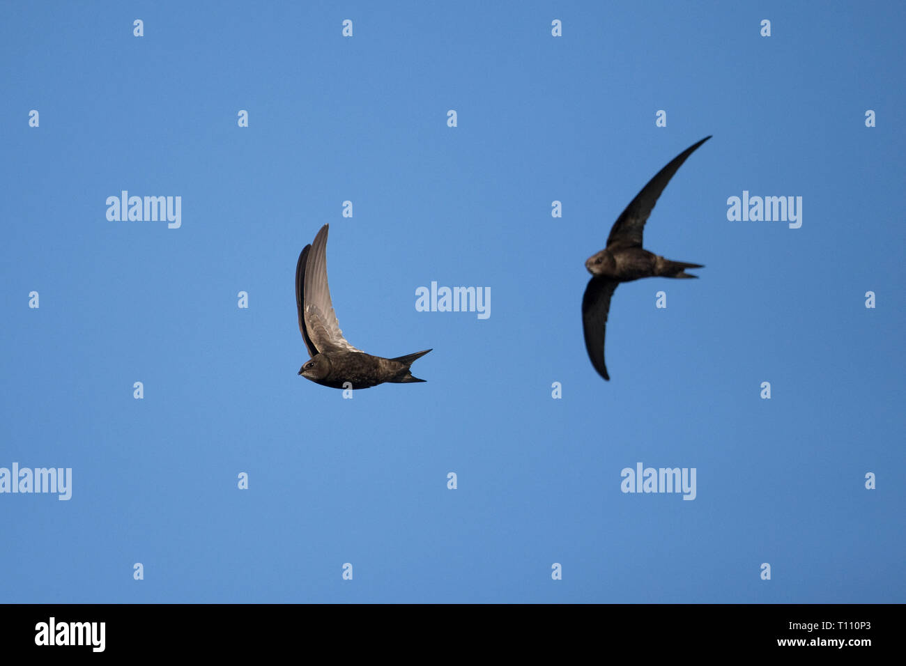 Common Swift (Apus apus Stock Photo - Alamy