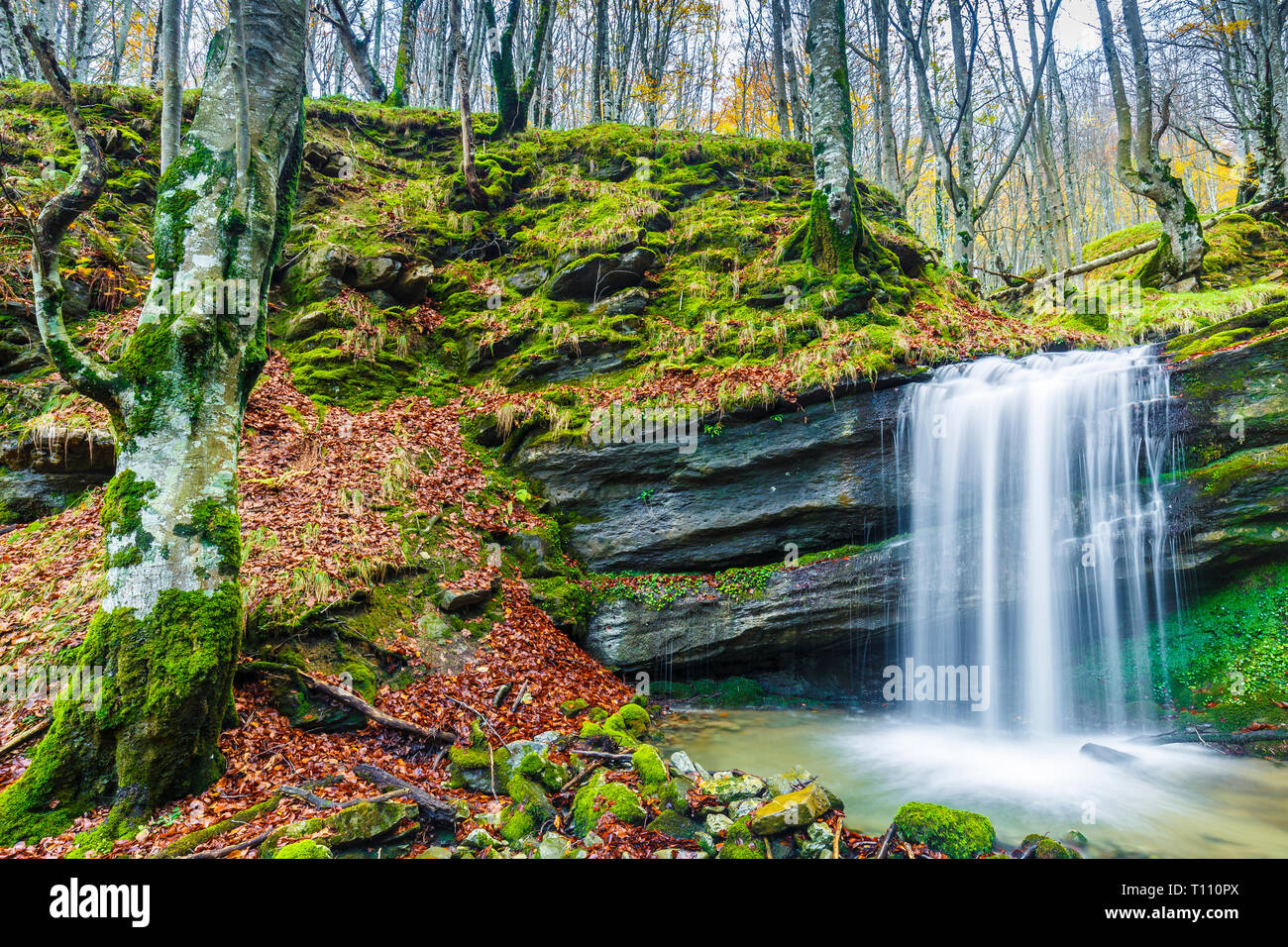 Waterfall in a beechwood Stock Photo - Alamy