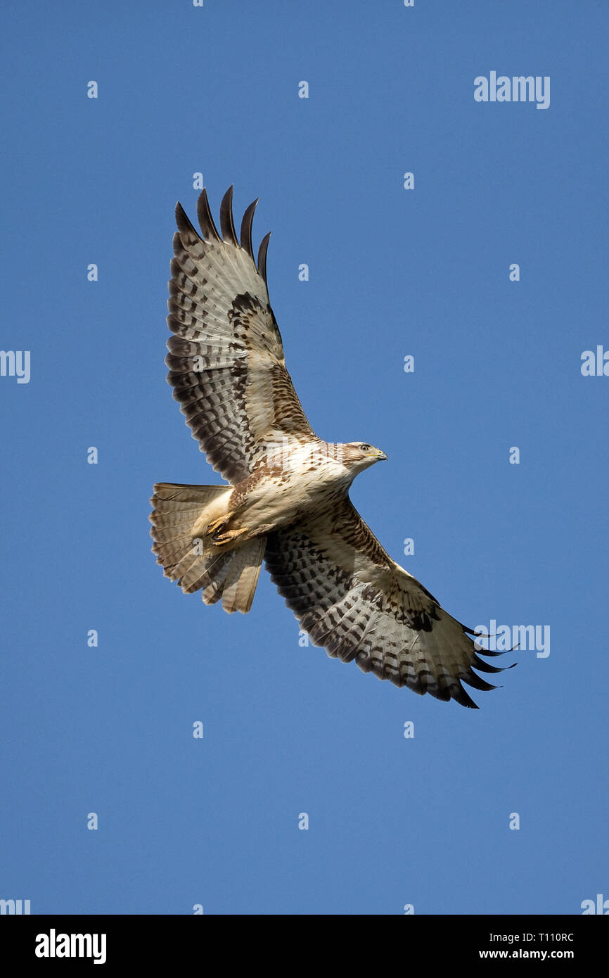 Common hawks hi-res stock photography and images - Alamy