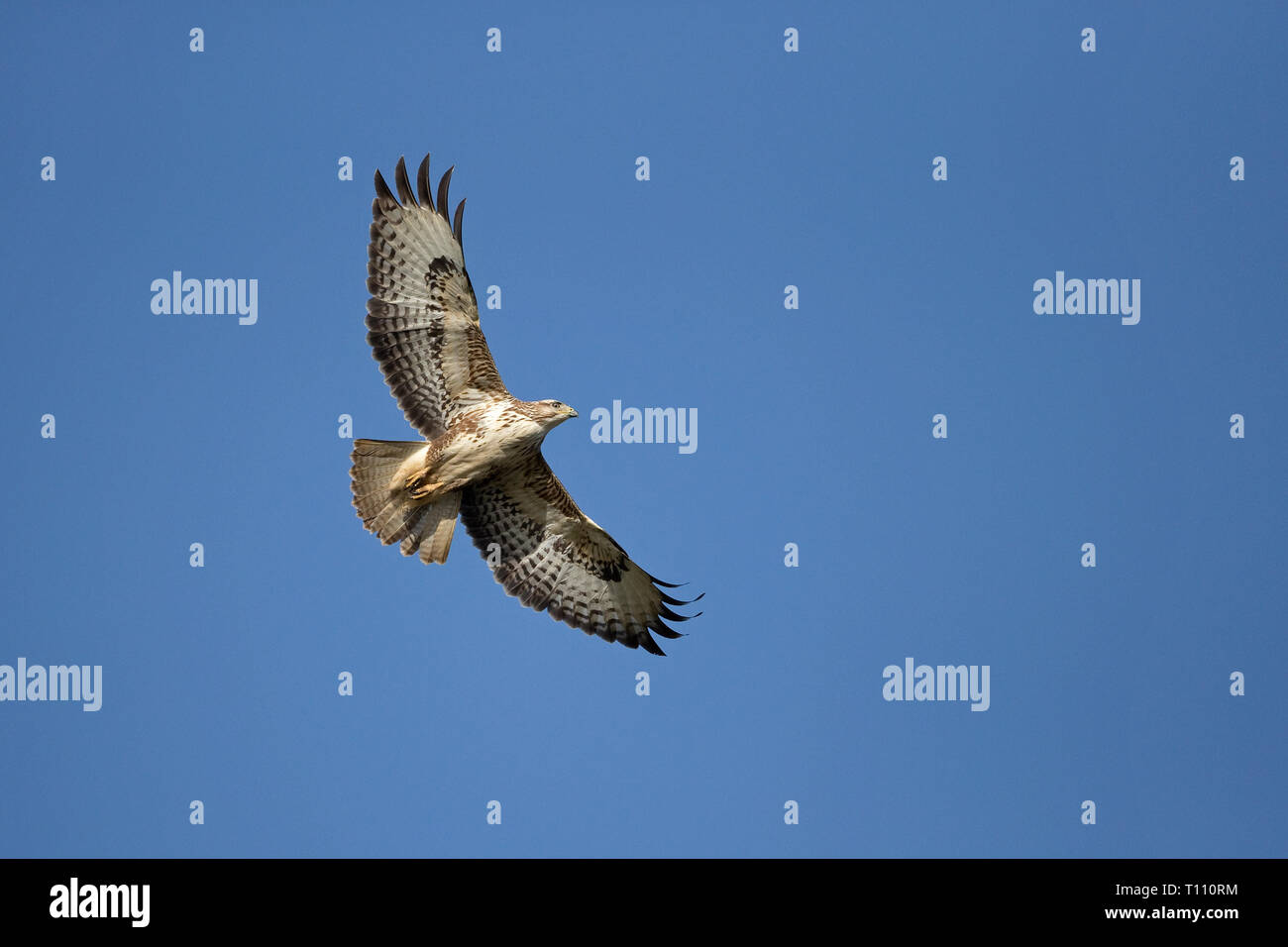 Common buzzards flying hi-res stock photography and images - Alamy