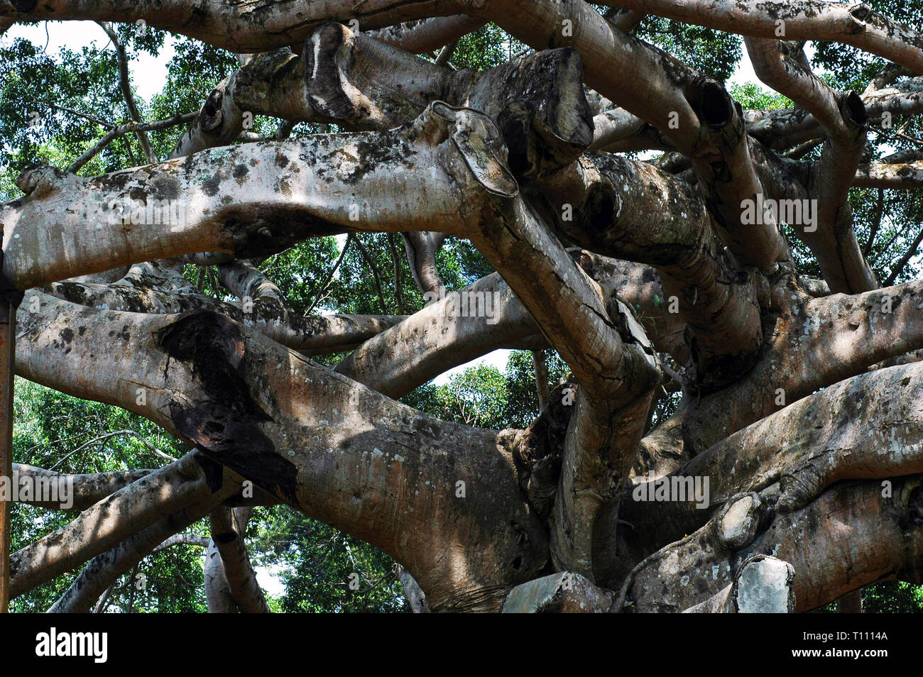 Banyan grove hi-res stock photography and images - Alamy