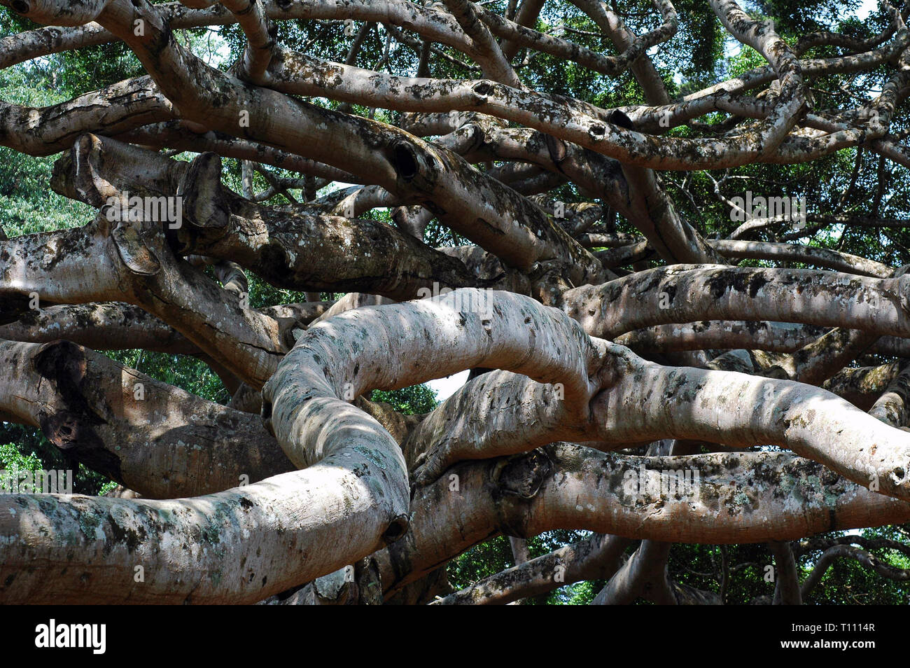 Banyan grove hi-res stock photography and images - Alamy